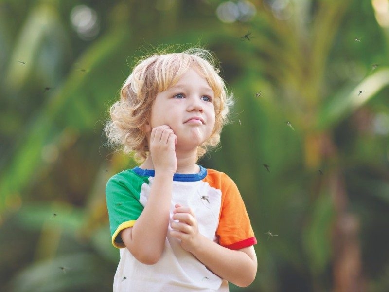 Keep the Bugs Away! Addressing Insects Before Entertaining Season ...