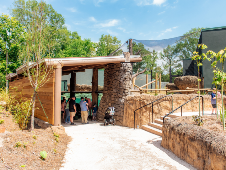 BREC’s Baton Rouge Zoo Opens West Africa-Inspired Exhibit - Baton Rouge ...